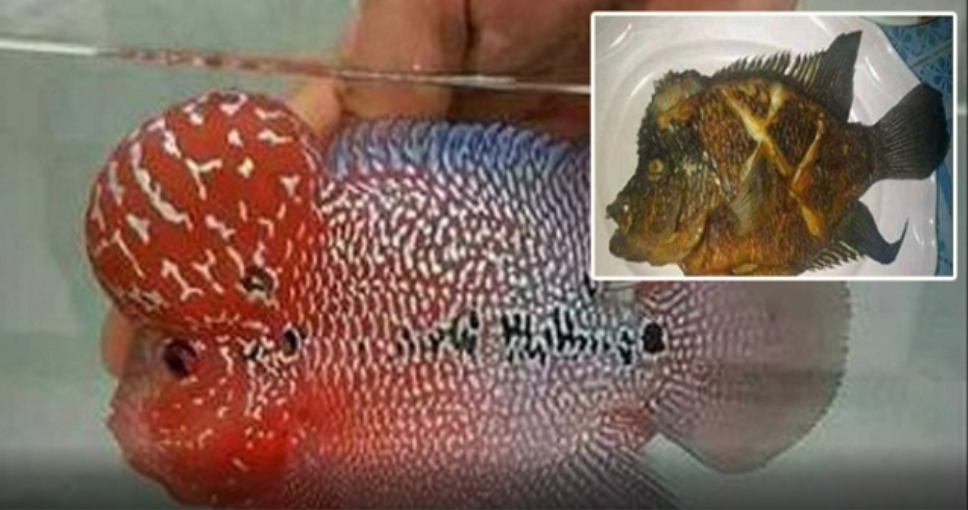 Lelaki Warganegara Singapura Dakwa Pembantu Rumah Baru Goreng Ikan ...