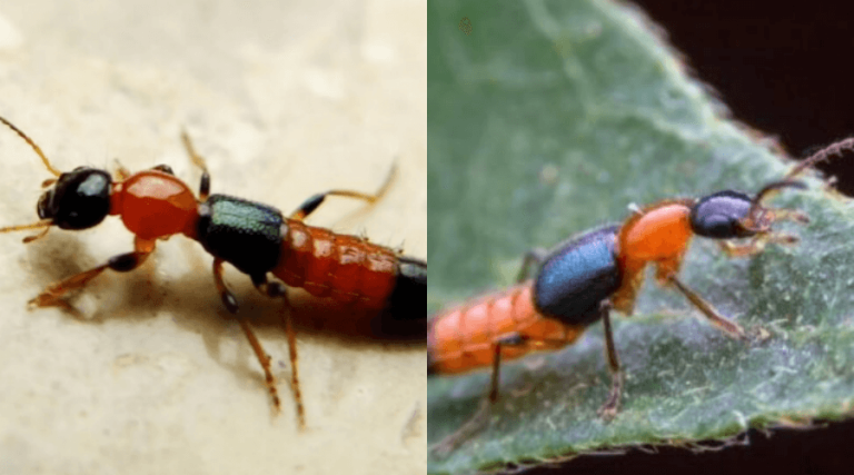 "Melecur kalau kena gigit" - Ini Cara Merawat Kesan Gigitan Semut ...