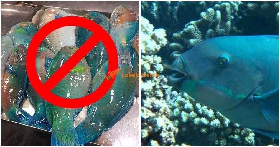 "Rasa dia sedap tapi makin berkurang" - Ini Sebab Kenapa Perlu Elakkan ...