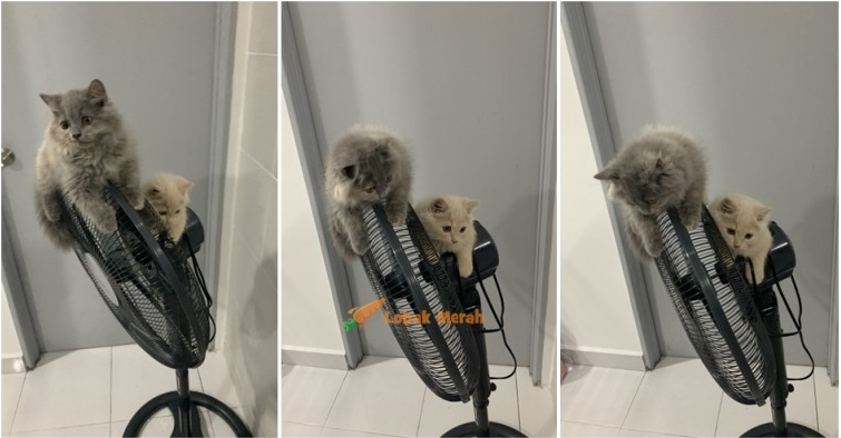 "Kau tengok lah kucing tu, takut sampai terkencing" - [VIDEO] Lelaki ...