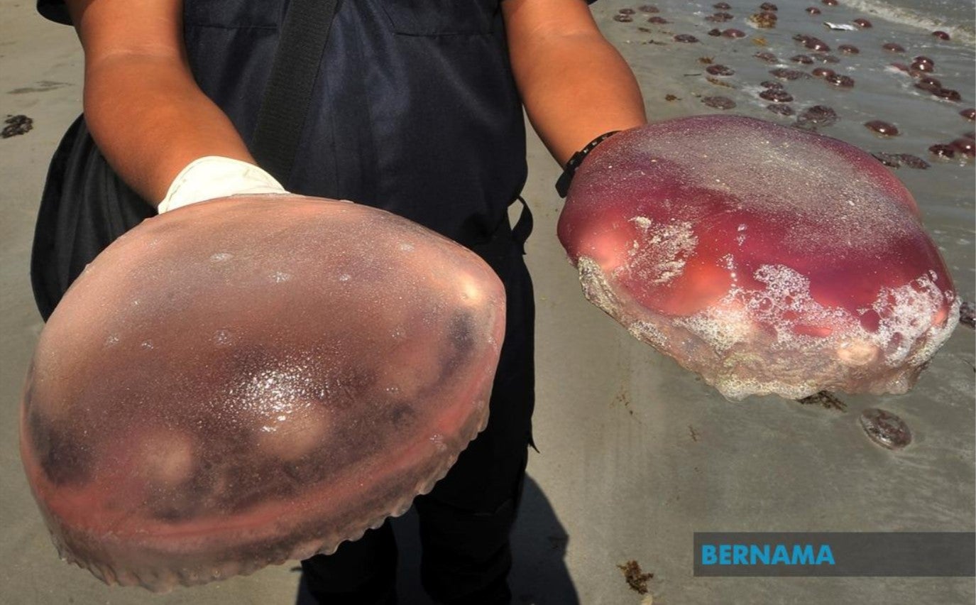 "Spesis rupa pelik dan unik"- Bulan Lepas Obor-Obor Biru Beracun, Kali ...