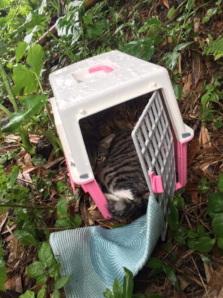 "Dia buang macam sampah je kat tepi tu!" - Netizen Geram Ada Individu ...