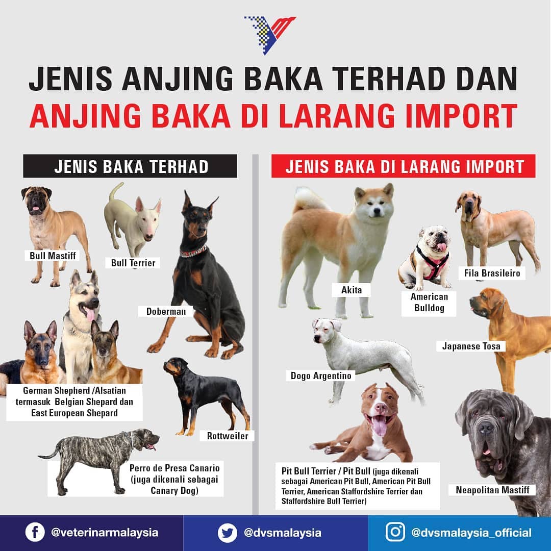 Serangan Anjing! Jom Ambil Tahu Jenis-jenis Anjing Yang Di Haramkan Di ...