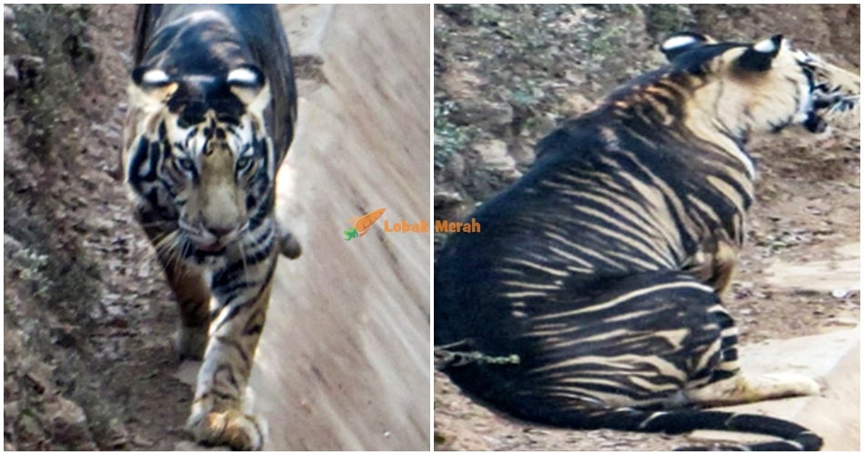 Hanya Tinggal Kurang 10 Ekor Di Dunia, Inilah Harimau Hitam ‘Ultra-rare ...