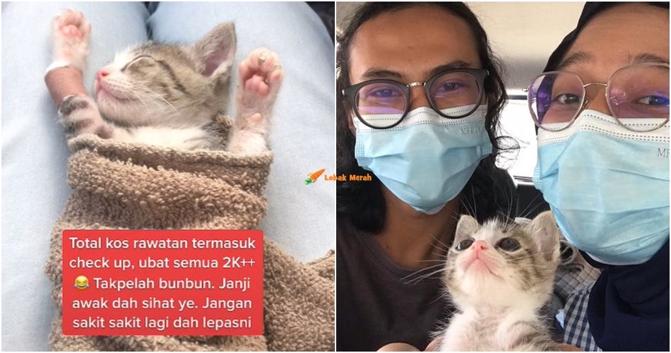 Korban Duit Kahwin Untuk Kucing Sawan, Gadis Tak Peduli Walau Doktor ...