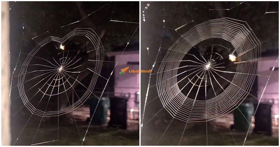 "Kalah spiderman" - Lebih 3 Juta Views! Netizen Kagum Lihat Cara Labah ...