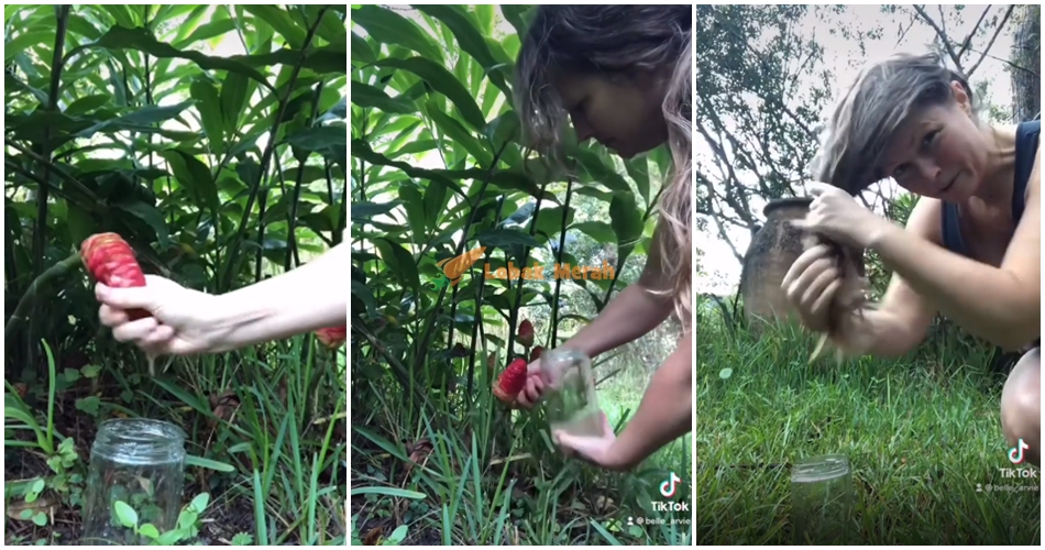 "Jangan bagi penjual pokok nampak" - Viral! Pokok Lempuyang Boleh Jadi ...