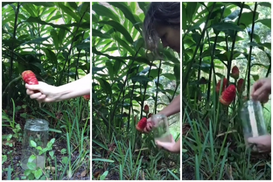 "Jangan bagi penjual pokok nampak" - Viral! Pokok Lempuyang Boleh Jadi ...