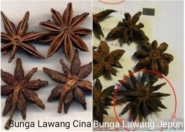 Rupa-Rupanya Bunga Lawang Ada Yang Beracun! Ketahui Cirinya Agar Tak ...