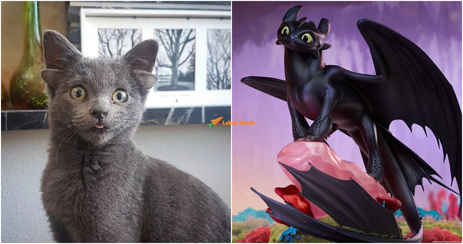 Macam Toothless! Warisi Gen Mutasi Daripada Ibu, Kucing Unik Ini Ada 4 ...