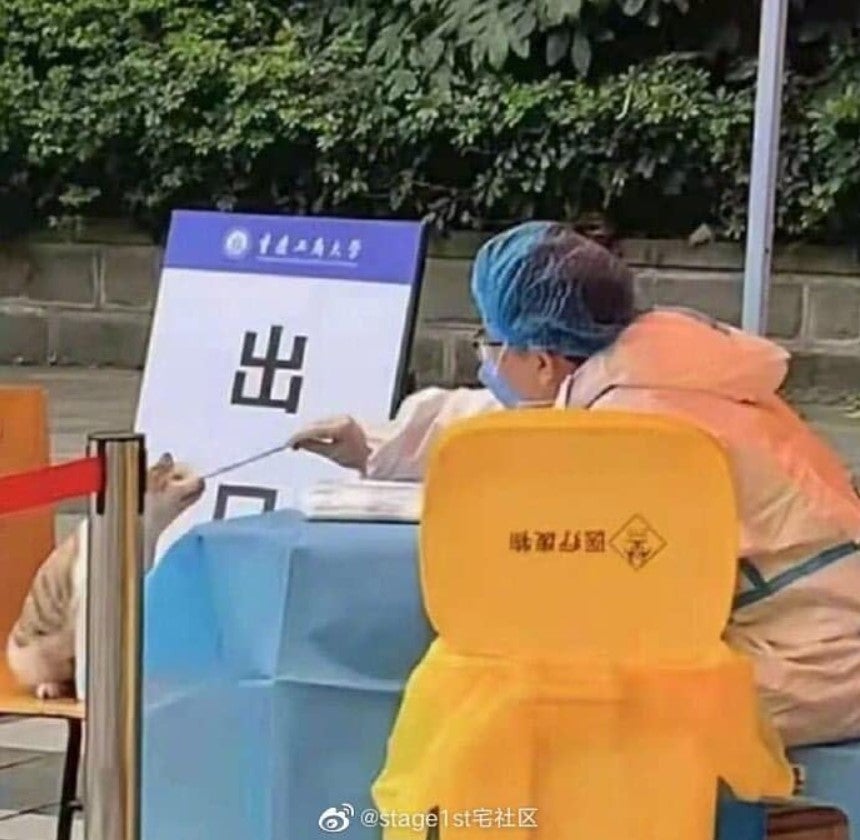 "Kemain tenung orang tu"- Kucing Ini Gigih Tunggu Atas Kerusi Nak Buat ...