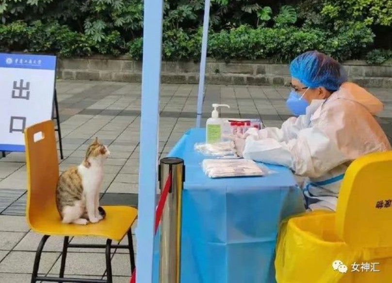 "Kemain tenung orang tu"- Kucing Ini Gigih Tunggu Atas Kerusi Nak Buat ...