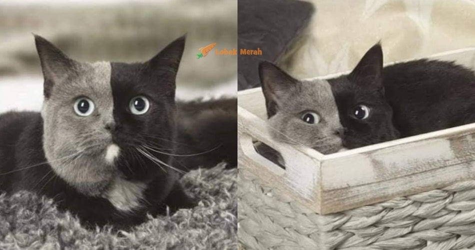 "Hitam sebelah, kelabu sebelah"- Kucing 2 Muka Ini Tarik Perhatian ...