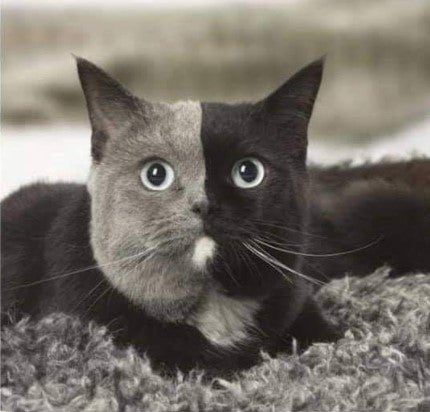 "Hitam sebelah, kelabu sebelah"- Kucing 2 Muka Ini Tarik Perhatian ...