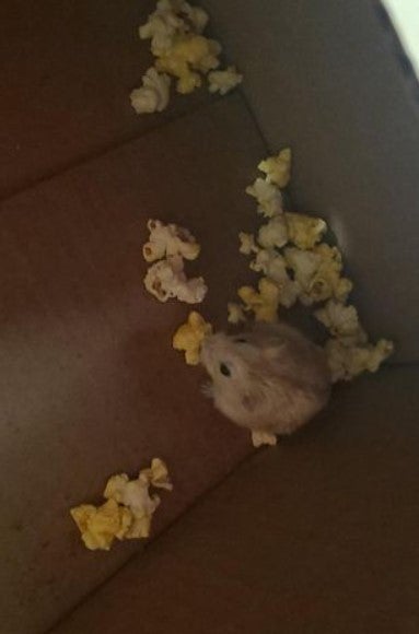 "Ingat manusia je layan superhero" - Remaja Digigit Hamster Masa Tonton ...