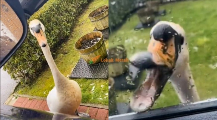 "Nak keluar rumah pun susah" - Wanita Dedah Jadi 'Tebusan' Angsa, Bila ...