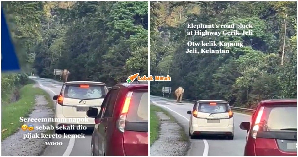 "Pusing balik!" - [VIDEO] Pengguna Jalan Raya Cemas, Gajah Muncul di Highway Gerik-Jeli - Lobak ...