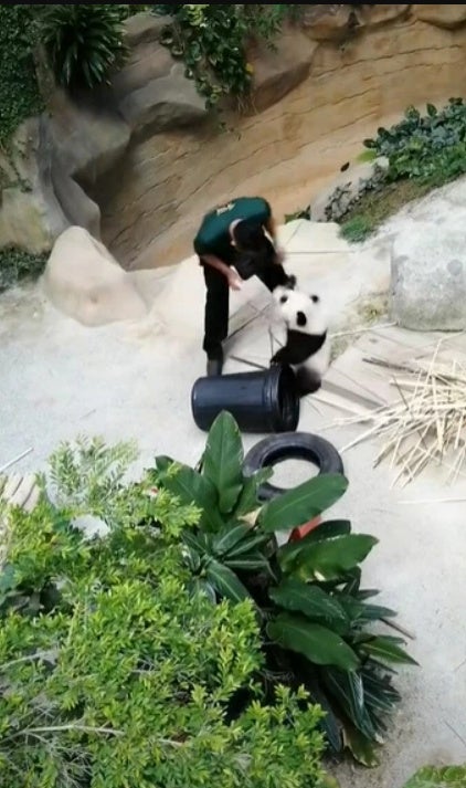 "Ada jawatan kosong ke" - Netizen Cair Tengok Staf Zoo Negara 'Bergelut ...