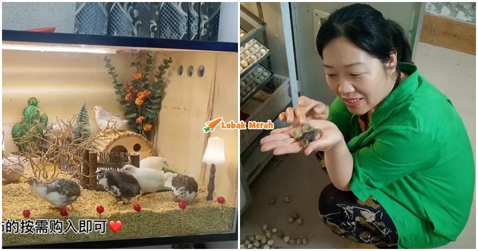 Kacuk Burung Puyuh & Burung Siung, 'Ayam Mini' Kini Jadi Kegilaan Di ...