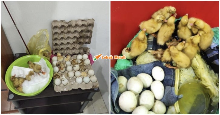 [VIDEO] Tetamu Homestay 'Check-out' Tinggalkan Sepapan Telur, Owner ...