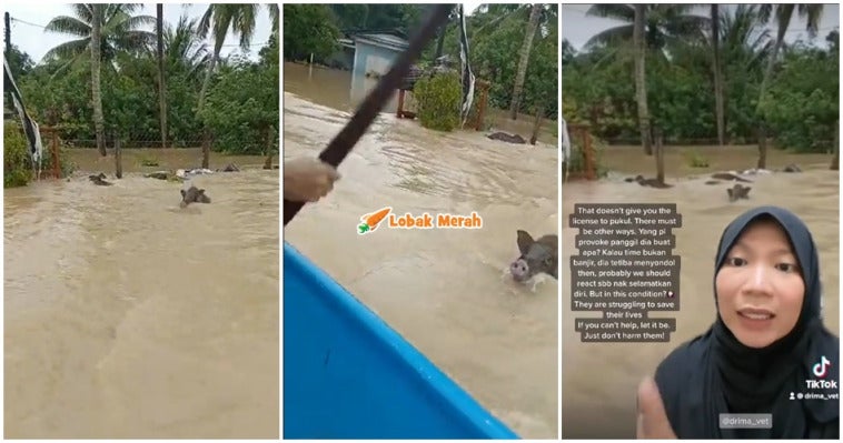 "Mereka pun nak selamatkan diri" - [VIDEO] Doktor Tegur Tindakan Netizen Pukul Babi Hutan Cuba ...