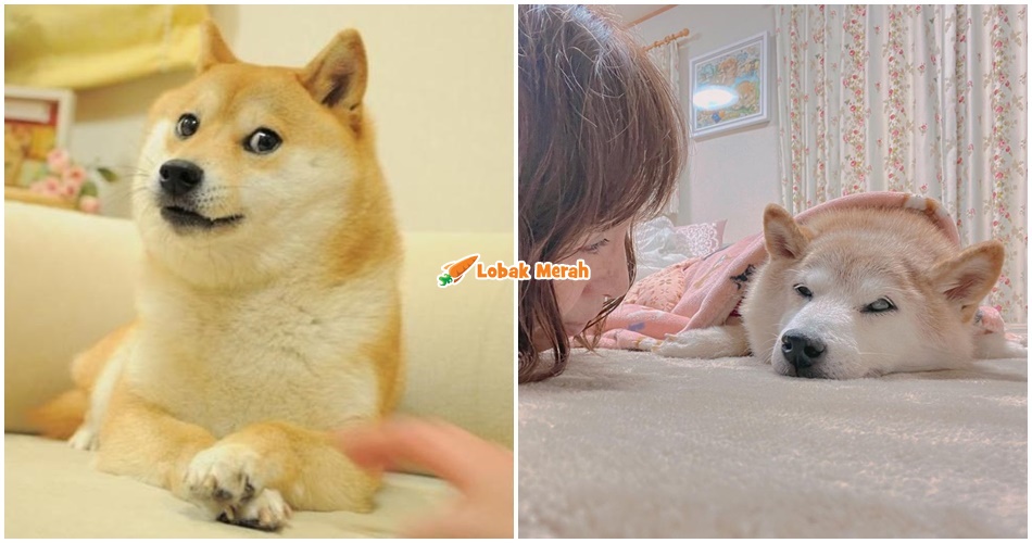 Kabosu, Anjing Yang Popular Dalam Dunia 'Meme' Hidap Kanser Leukemia ...