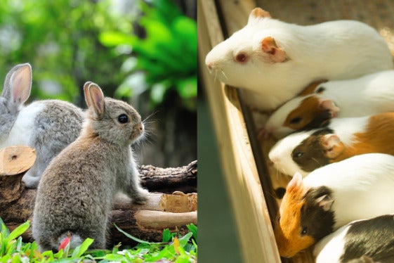 7 Fakta Menarik Tentang Arnab Yang Mungkin Anda Tidak Tahu! - Lobak Merah