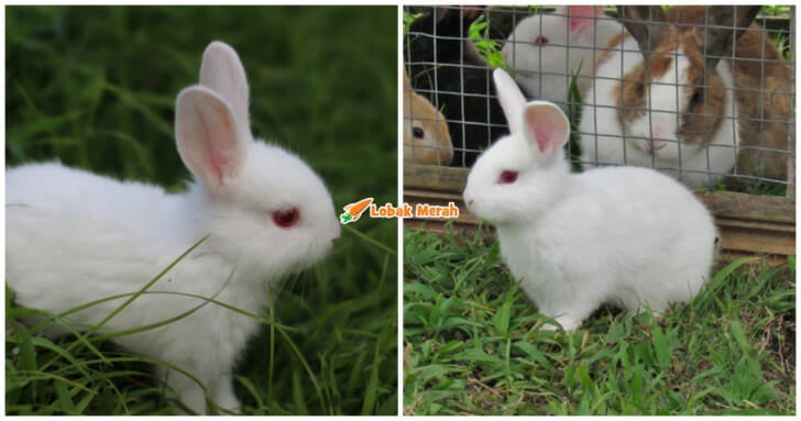 7 Fakta Menarik Tentang Arnab Yang Mungkin Anda Tidak Tahu! - Lobak Merah