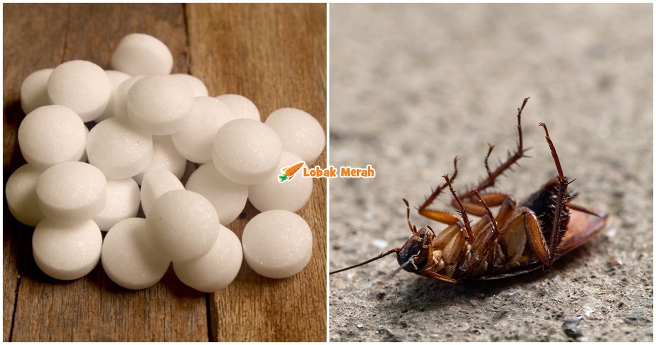 "Selama ni salahlah?" - Bukan Untuk Halau Lipas, Ini Fungsi Sebenar ...