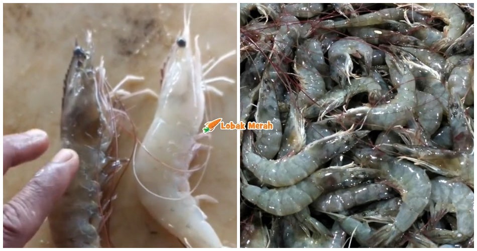 Nak Tahu Apa Beza Udang Putih Dan Udang Gelap? Jom Tengok Penjelasan ...