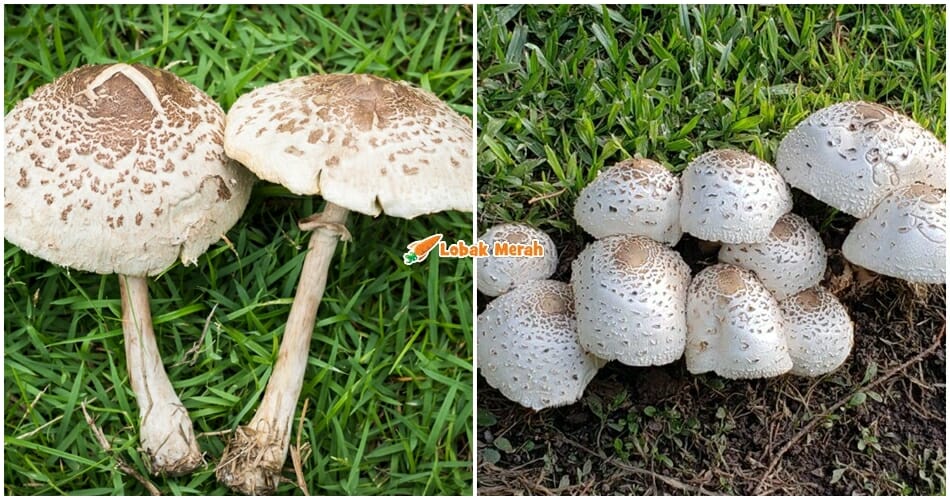 Rupa Persis Cendawan Busut, Kenali Cendawan Chlorophyllum Molybdites ...