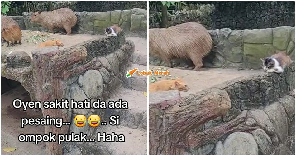 Oyen Zoo Negara Ada Saingan, Kali Ini Si Tompok Pula Duduk Kandang ...