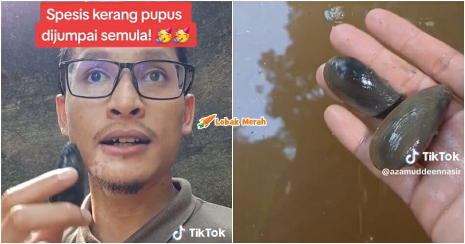 Selepas 40 Tahun Pupus, Pelajar PhD Teruja Temui Semula Spesies Kerang ...