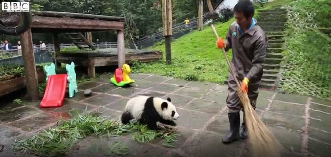 "Hari-hari boleh main dengan panda"- Pengasuh Panda Jadi Pekerjaan ...