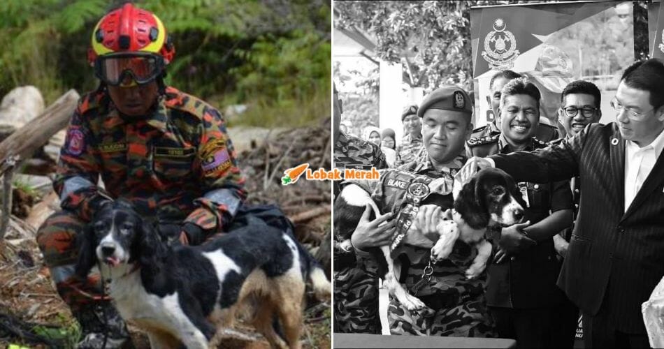 "Terima kasih Blake..." - 'Hero' Tragedi Batang Kali Sudah Tiada, Hidap ...