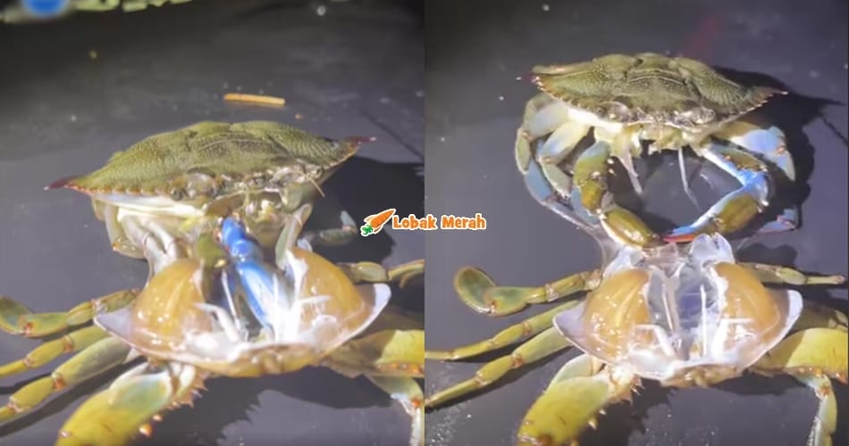 Jarang Dilihat Orang, Ini Rupanya Cara Ketam Bersalin Cengkerang ...