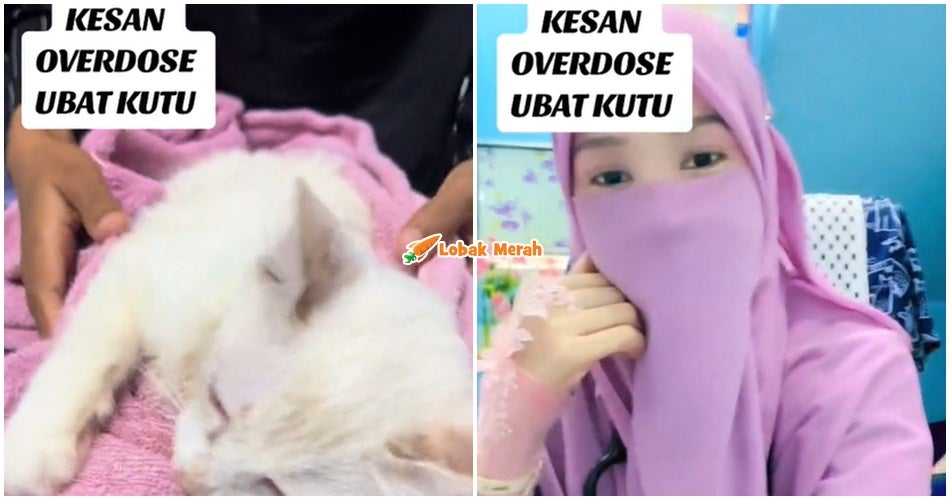 Kucing Kena Sawan & Maut Sebab 'Overdose' Ubat Kutu, Doktor Haiwan Beri Teguran - Lobak Merah