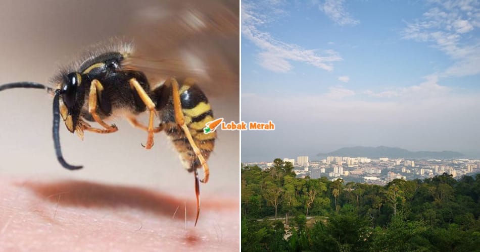 Sedang 'Hiking' Di Bukit Gambir, Wanita Berusia 58 Tahun Maut Disengat ...