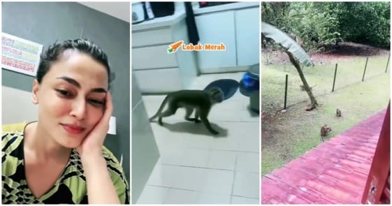 "Kau ingat rumah aku ni zoo ke?" - Monyet Ceroboh Dapur, Gelagat Reen Rahim Bikin Netizen ...