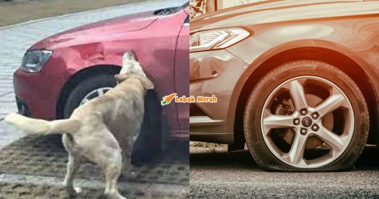 Penduduk Di Sini Pening Tayar Kereta Pancit, Rupanya Gara-gara Anjing ...