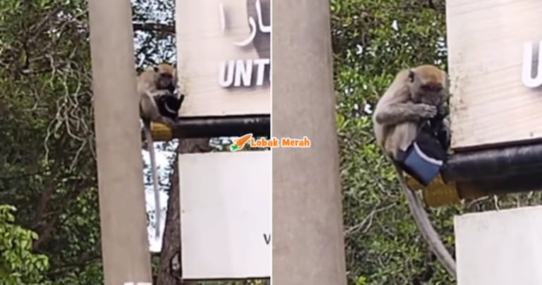 "Kena mintak baik-baik" - Monyet Curi 'Glove' Polis Buat Netizen ...