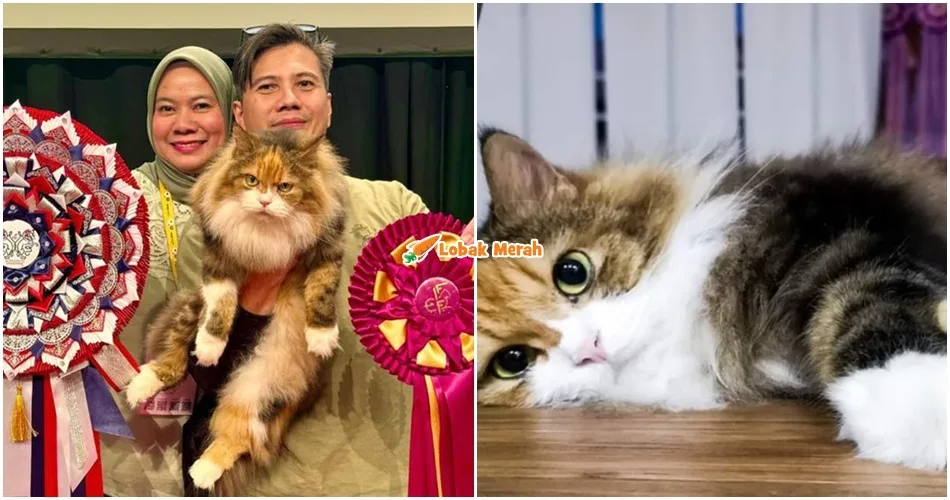 Kucing Jalanan Dari Malaysia Dinobat Juara Dunia, Kalahkan 1,500 Ekor ...