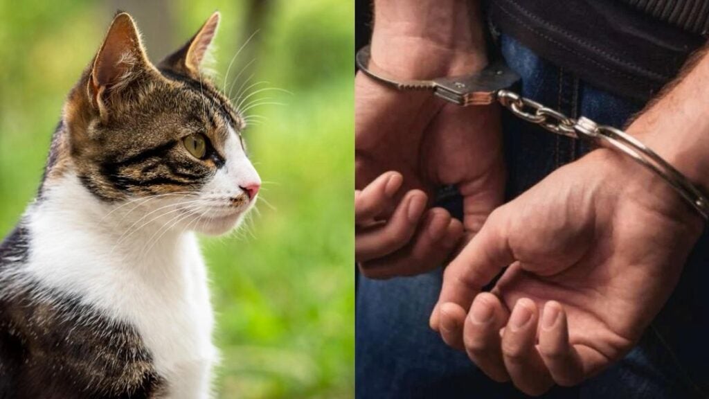 Warga Nepal Disyaki Liw*t Kucing Sebelum Campak Dari Tingkat 4 Ditahan ...